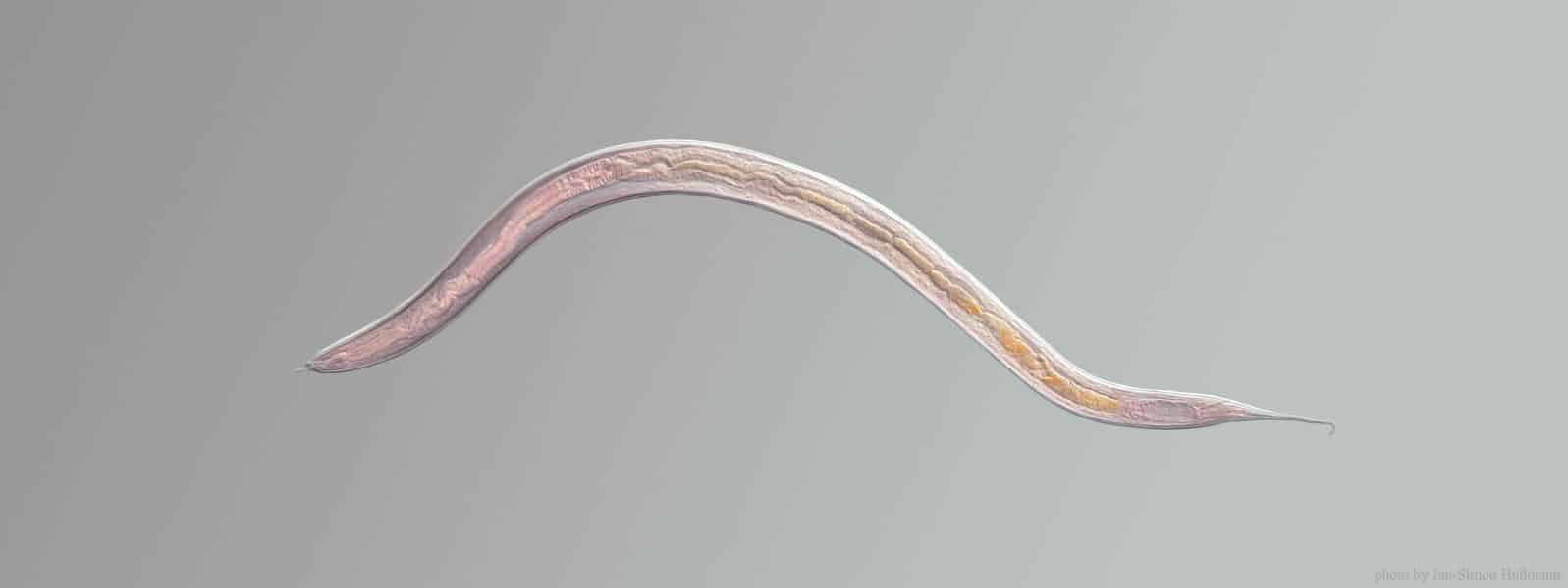 Lifespan: what can we learn from these animal-champions ...