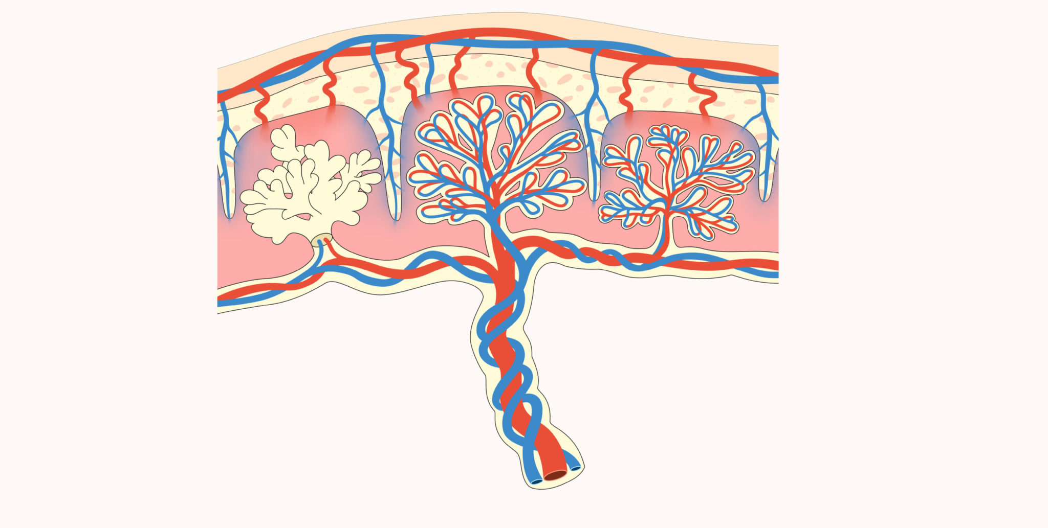 Le placenta, un héritage de virus anciens - Polytechnique Insights