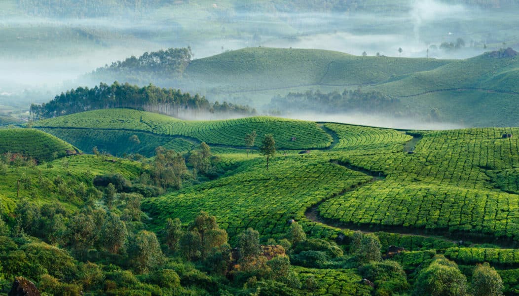 Agricultural biodiversity & agroecology - Polytechnique Insights