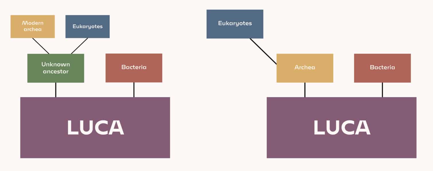 Archaea: why science is so interested in this ancient life form ...