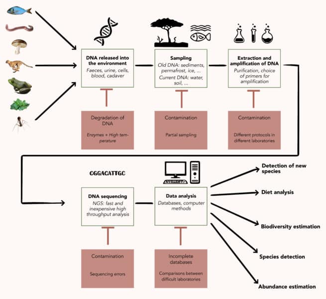 Environmental DNA: how to track biodiversity “barcodes” - Polytechnique ...